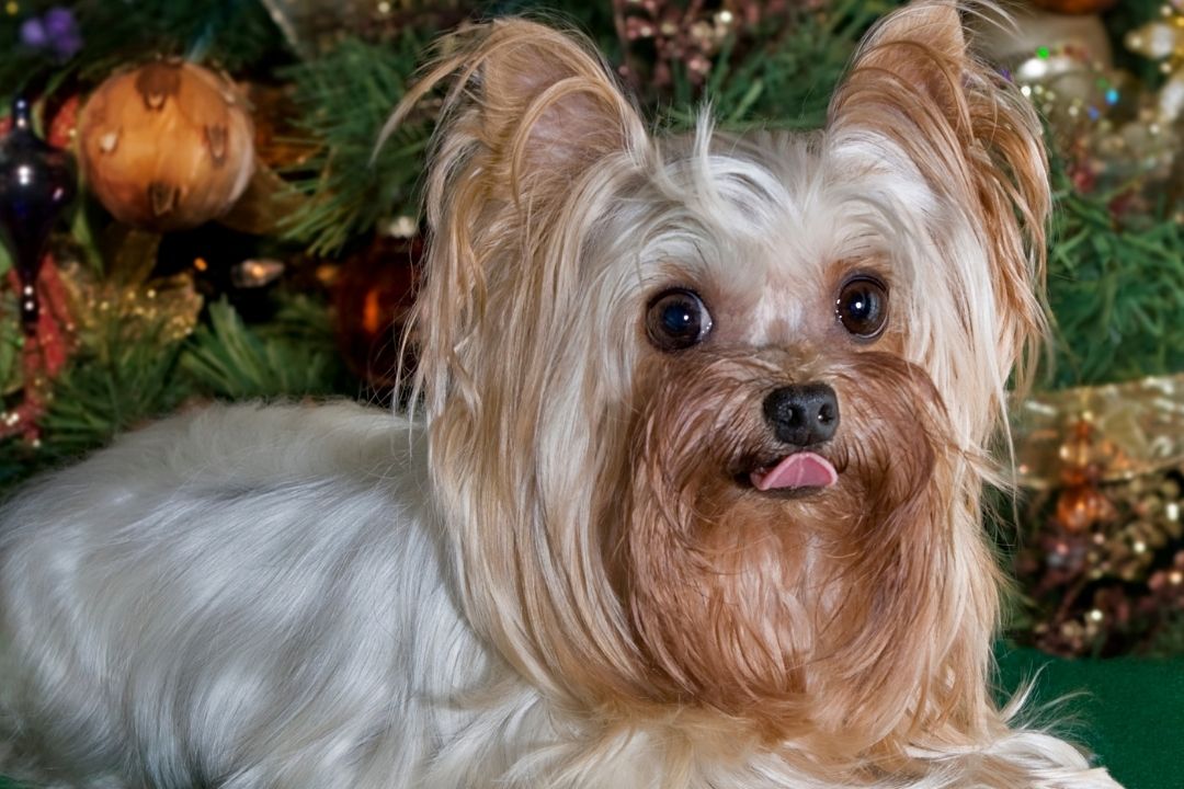 Pourquoi le Yorkshire Terrier lèche ? Langue, Dressage, Santé