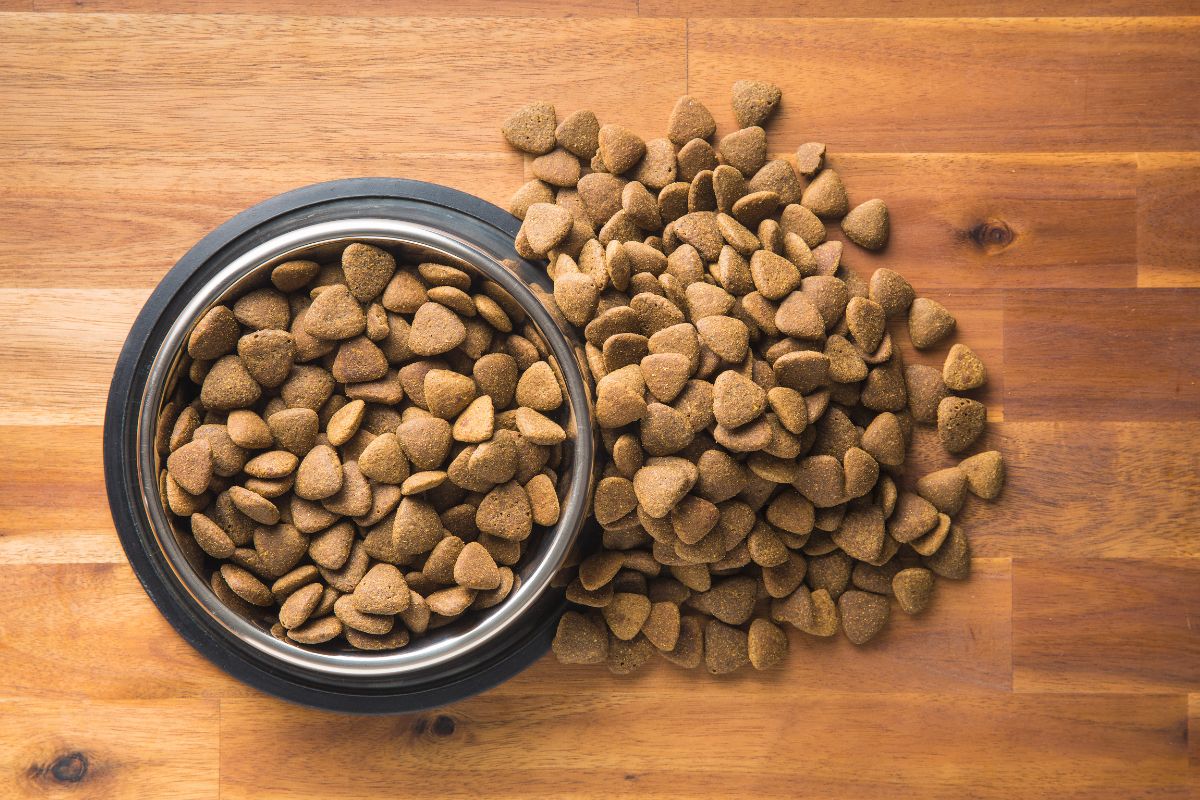 Les Types d'alimentation pour Chien : Croquettes, Pâté, Os