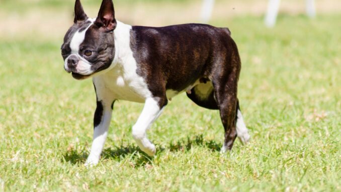 Boston Terrier : Caractère, Adoption, Santé, Soins, Alimentation, Nom, Croisé
