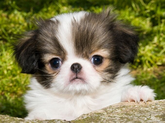 Epagneul Nain Continental Chien Papillon | Petit Chien, Spa