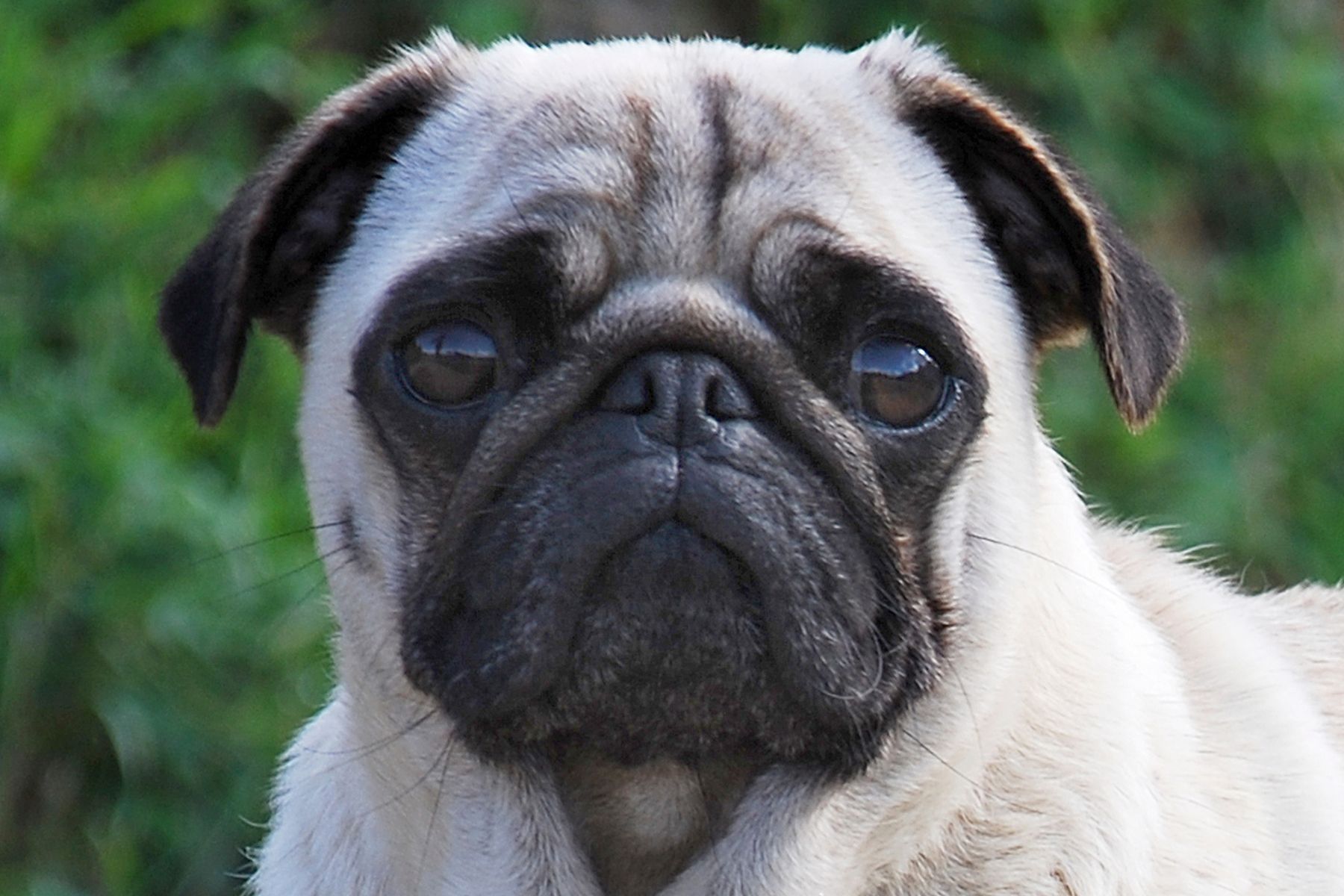 Carlin : les différentes races et croisés avec d'autres chiens ...