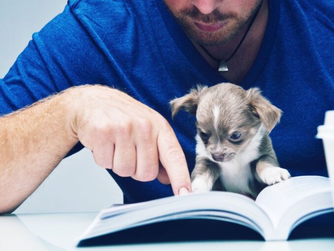 Epagneul Nain Continental Chien Papillon | Petit Chien, Spa