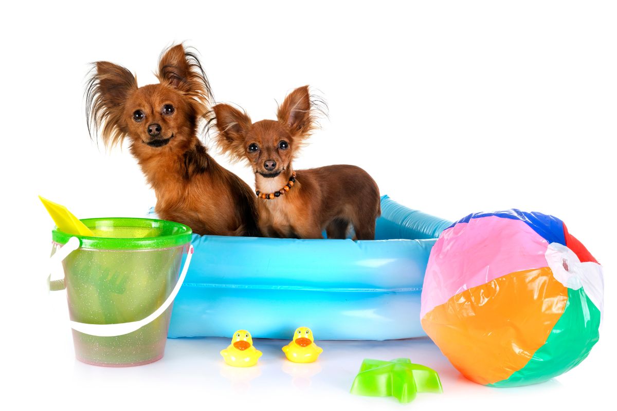 Comprendre la personnalité unique du russkiy toy | Yorkshires.fr