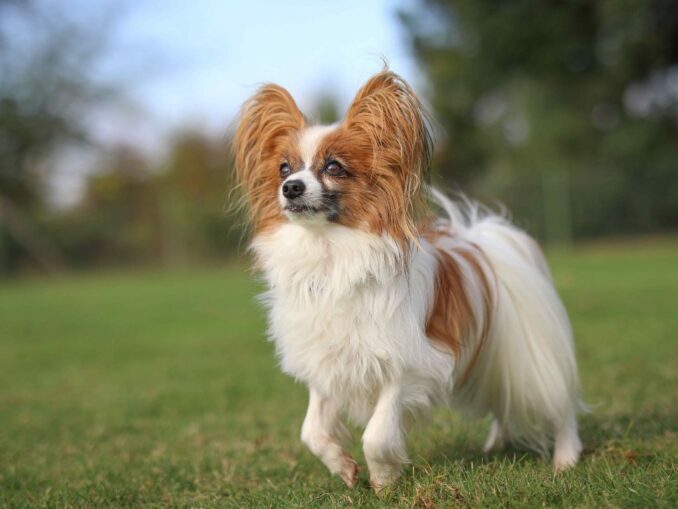 Epagneul Nain Continental Chien Papillon | Petit Chien, Spa