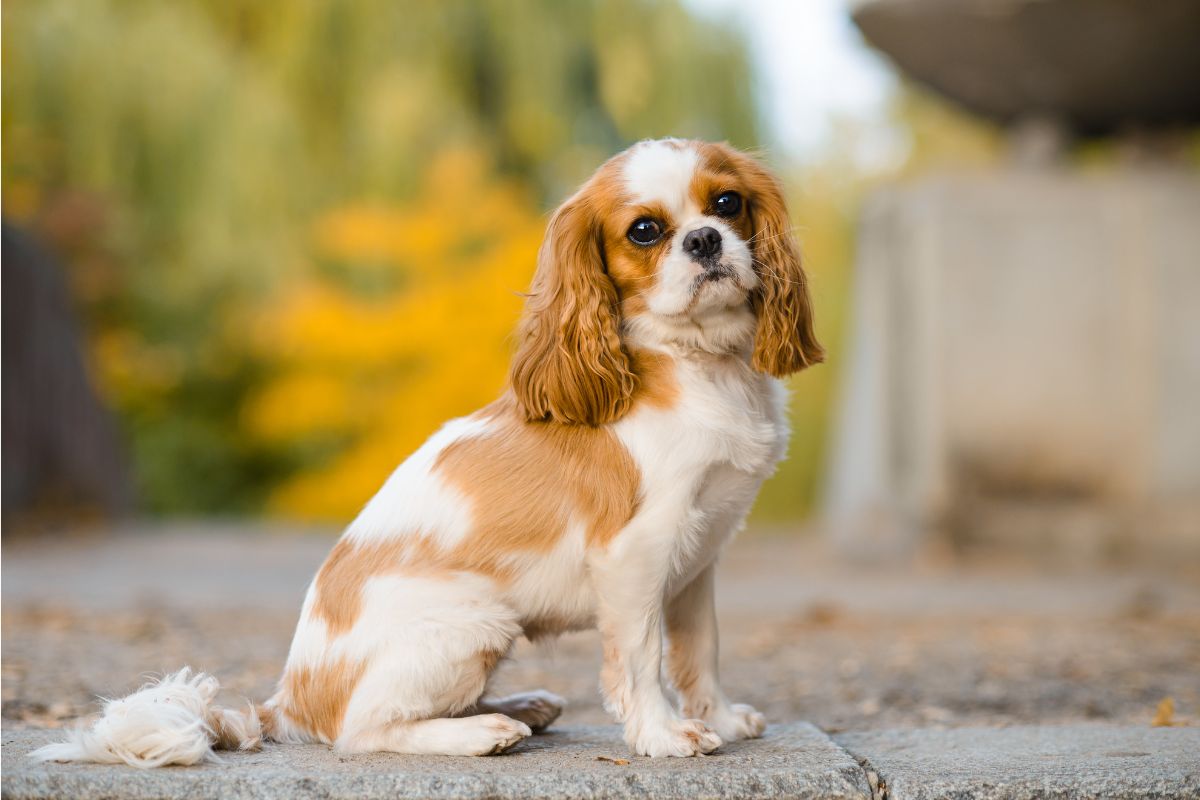 Éducation et dressage du cavalier king charles : conseils pour une ...