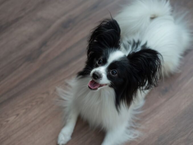 Epagneul Nain Continental Chien Papillon | Petit Chien, Spa