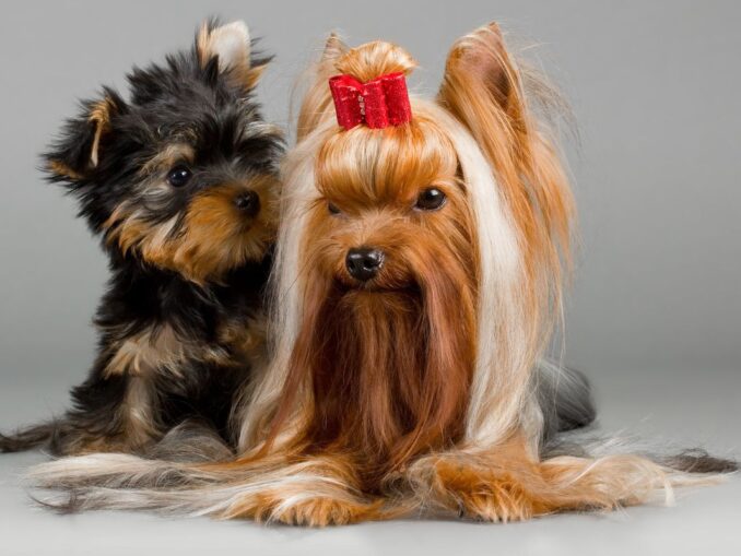 Caractéristiques Yorkshire | Santé, Taille, Poids, Age, Vie