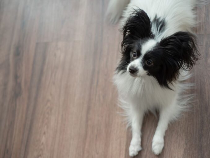 Epagneul Nain Continental Chien Papillon | Petit Chien, Spa
