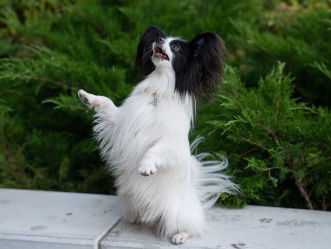 Epagneul Nain Continental Chien Papillon | Petit Chien, Spa