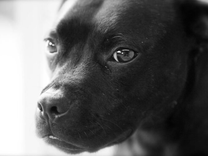 Staffie : Petit Chien, Chiot, Bleu, Noir, Adulte, Elevage Spa