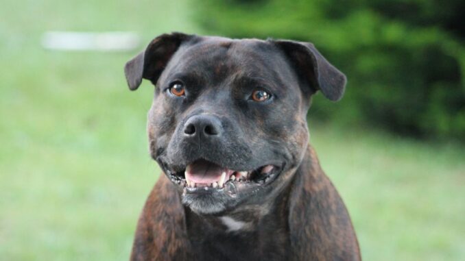 Comment adopter un Boxer croisé Staffie ? | Yorkshires.fr
