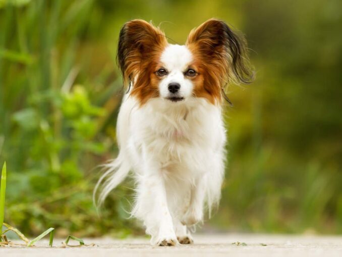 Epagneul Nain Continental Chien Papillon | Petit Chien, Spa