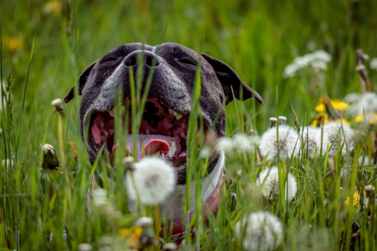 Où trouver un Staffie gris aux yeux bleus à adopter ? | Yorkshires.fr