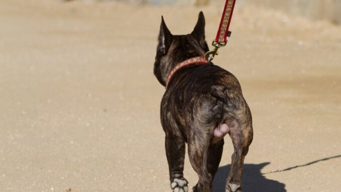 Quelles sont les particularités du bouledogue français bringé ...