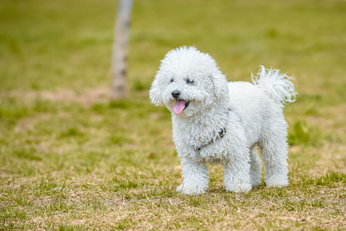 Caractéristiques du caniche toy blanc | Yorkshires.fr