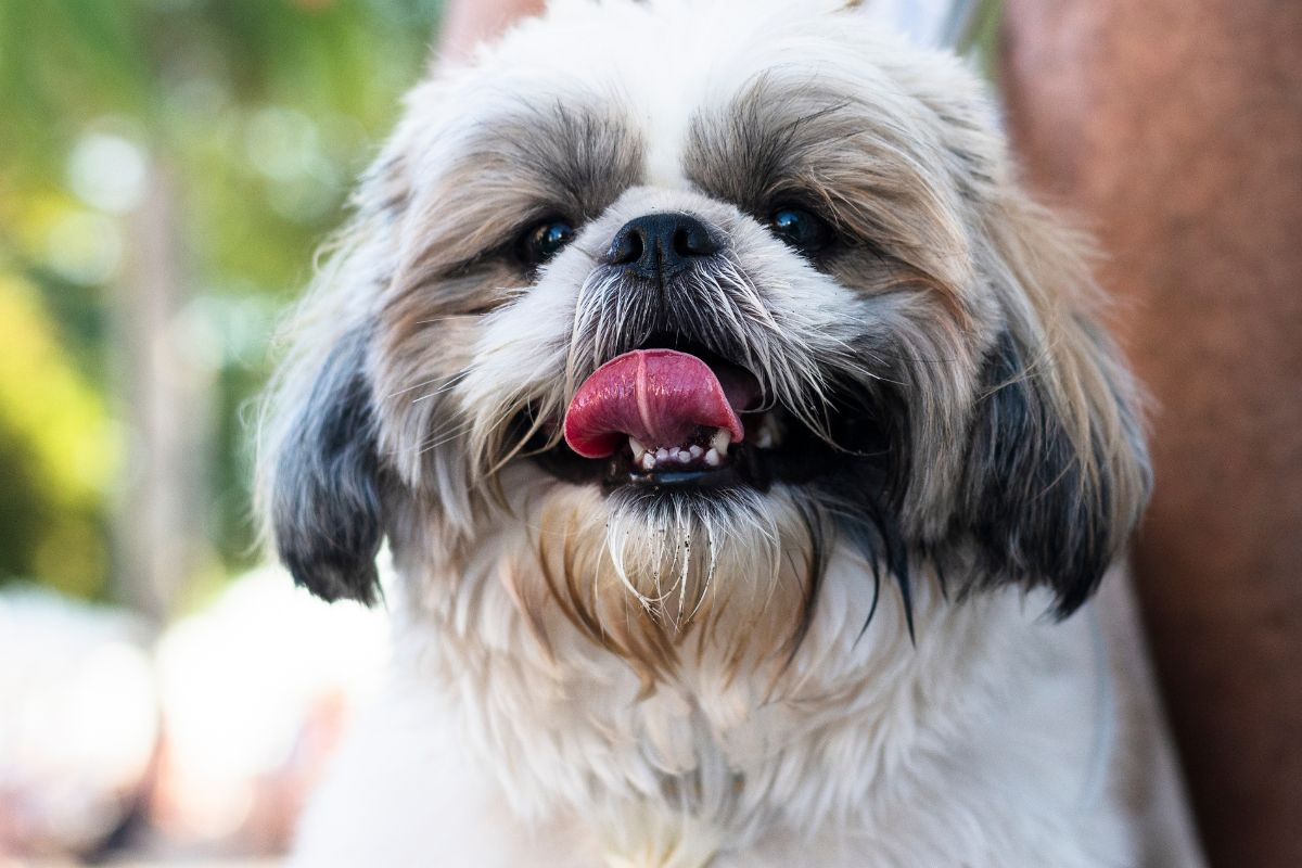 Quel est le caractère des Shih Tzu