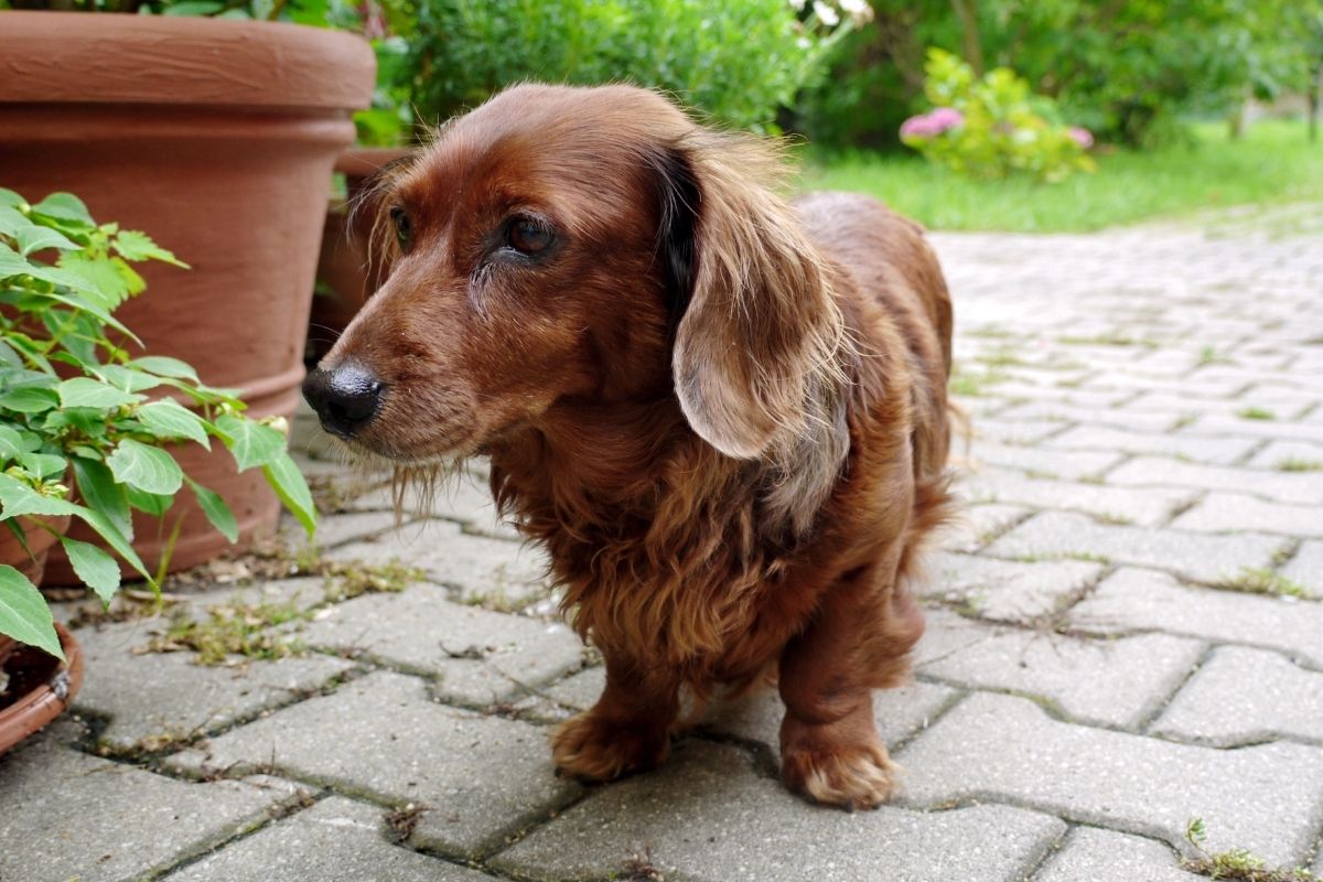 Tout savoir sur le Chien Saucisse à Poil Long