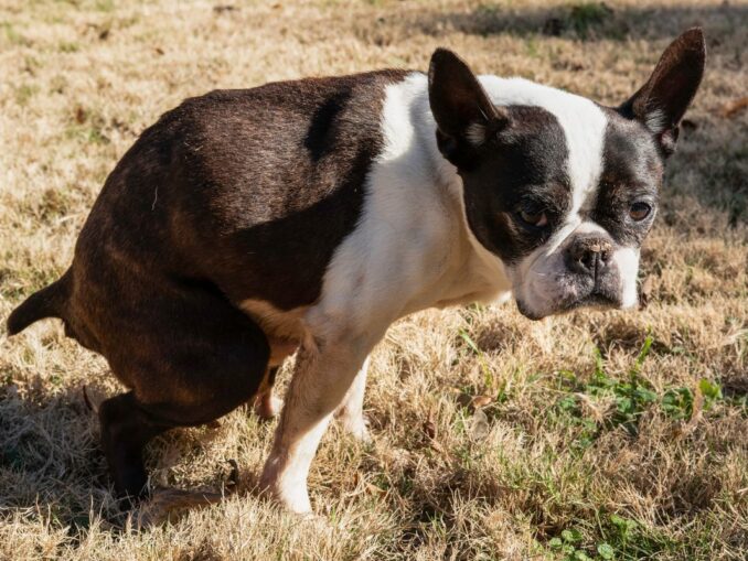 Chien : Crotte, Diarrhée, Urine, Caca, Excréments, Coprophagie