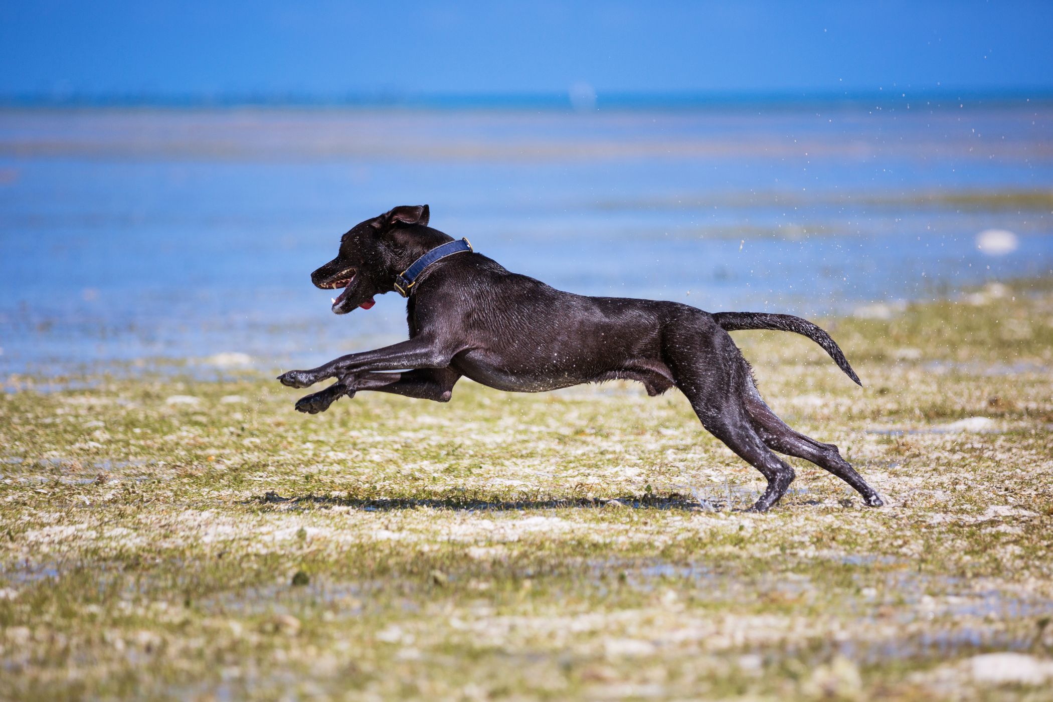 Tout savoir sur le Bullenbeisser ou Bulldog Allemand, race de chiens ...