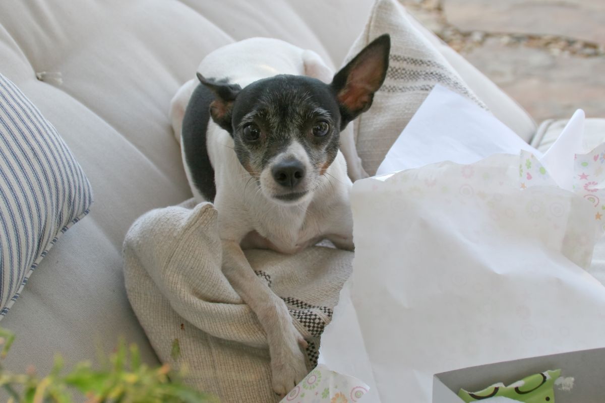 Tout savoir sur le Rat Terrier, une race de chien de ferme et bon ...