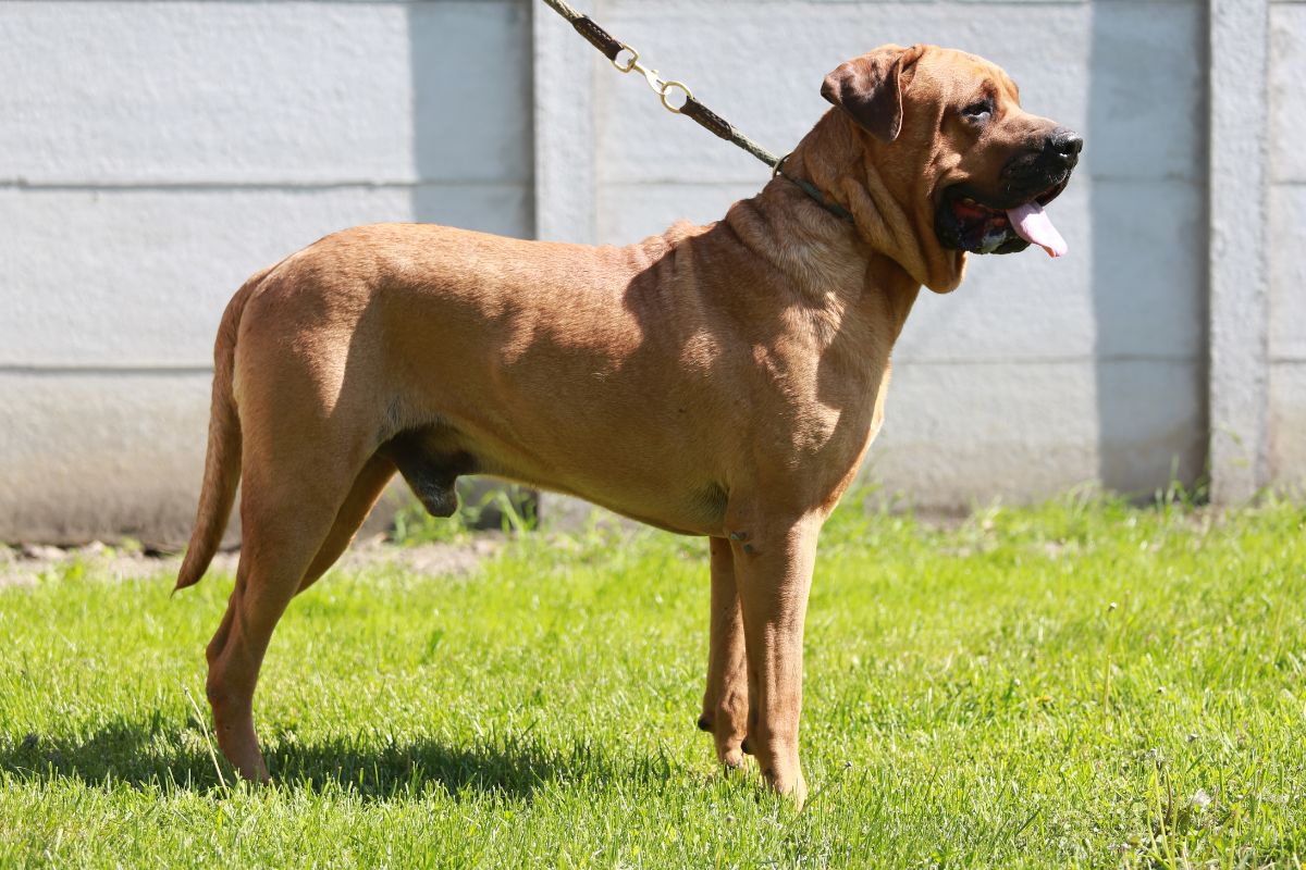 Tout savoir sur le Tosa, ou Tosa-Inu, une race de chien originaire du ...