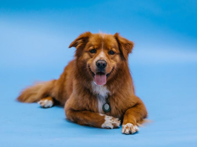 Tout savoir sur le Rat Terrier, une race de chien de ferme et bon ...