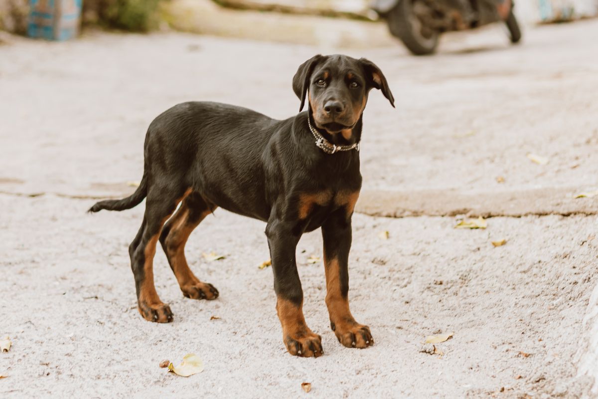 Est-ce que le Doberman doit porter une muselière ? | Yorkshires.fr