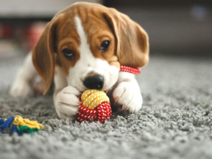 Chien : Crotte, Diarrhée, Urine, Caca, Excréments, Coprophagie