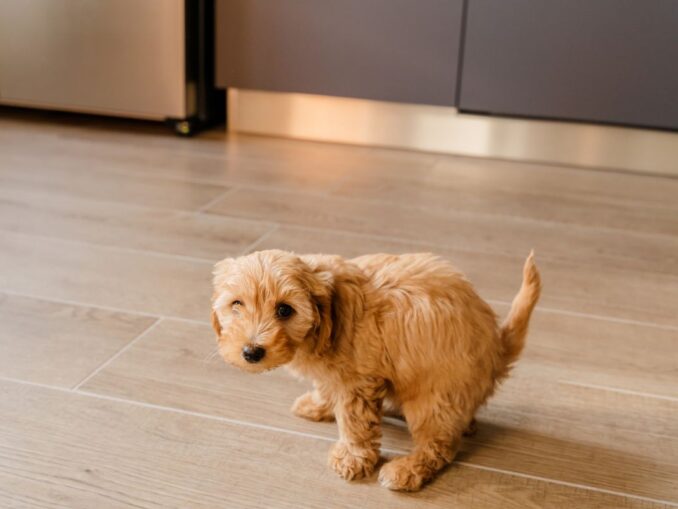 Chien : Crotte, Diarrhée, Urine, Caca, Excréments, Coprophagie