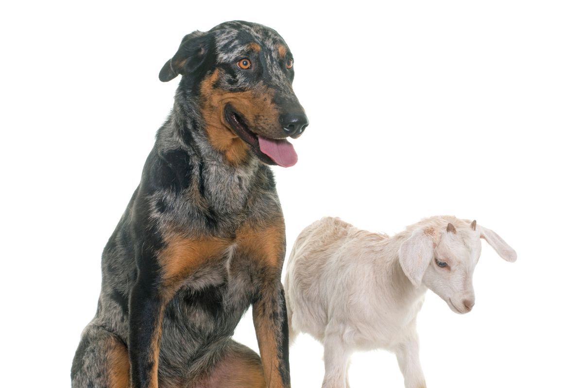 Beauceron arlequin : éleveur sérieux, pedigree lof et garanties ...