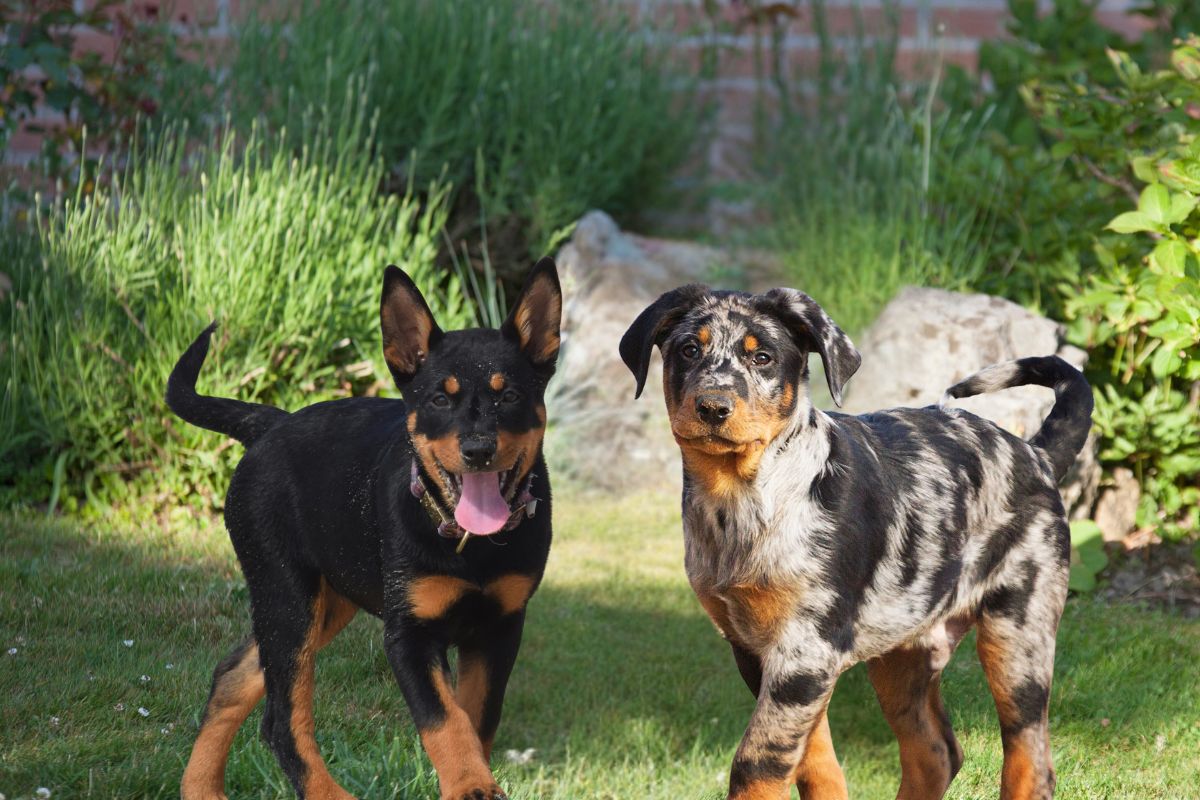 Beauceron arlequin vs beauceron noir et feu : différences de robe ...