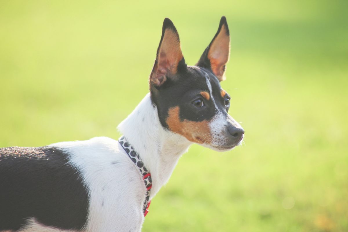 Chien ratier : caractère, tempérament et comportement au quotidien ...
