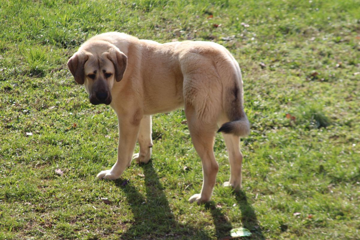 Kangal, chien turc : éducation, méthodes et erreurs à éviter ...