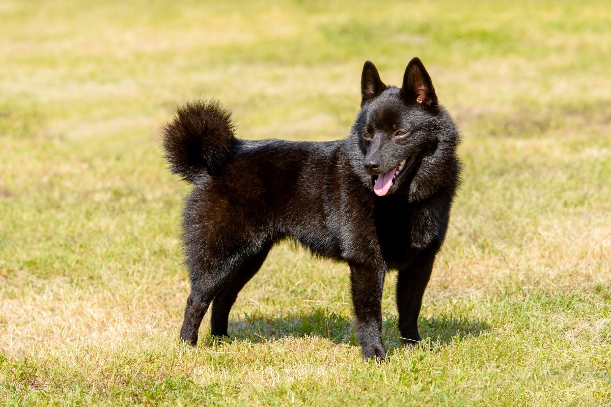 Découvrir le tempérament singulier du Schipperke | Yorkshires.fr