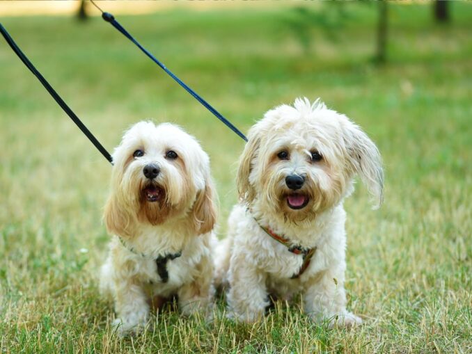 Corgi : Race, Éducation, Santé, Prix, Caractère, Durée de Vie