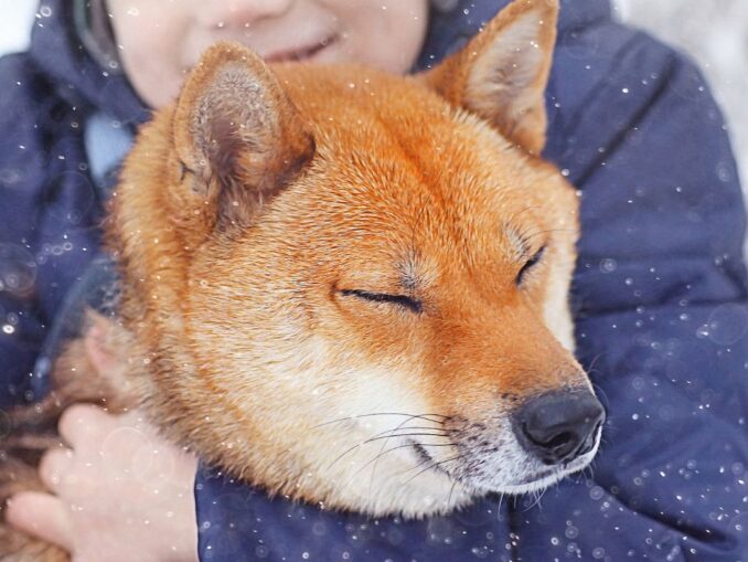 Chien de la Reine d'Angleterre | Chiens Elizabeth II Corgis Dorgis