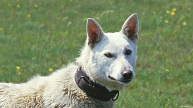 Caractère du Kishu : entre douceur, fierté et instinct protecteur ...