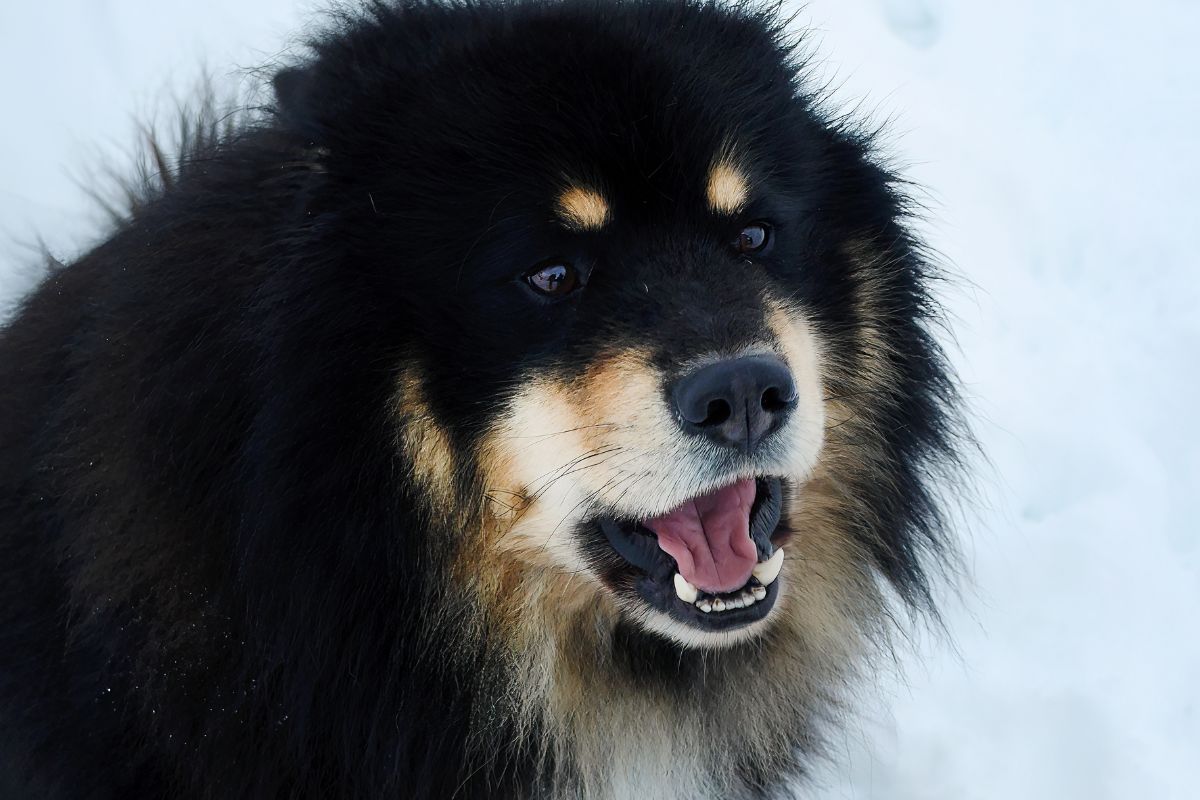 Chien Finnois de Laponie : héritier des peuples samis et roi des neiges ...