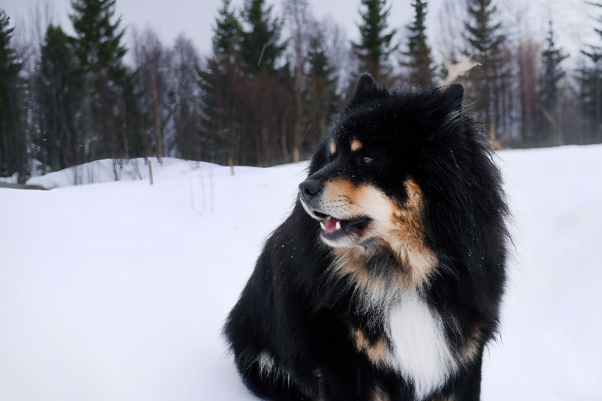 Chien Finnois de Laponie : le compagnon venu du froid au cœur tendre ...