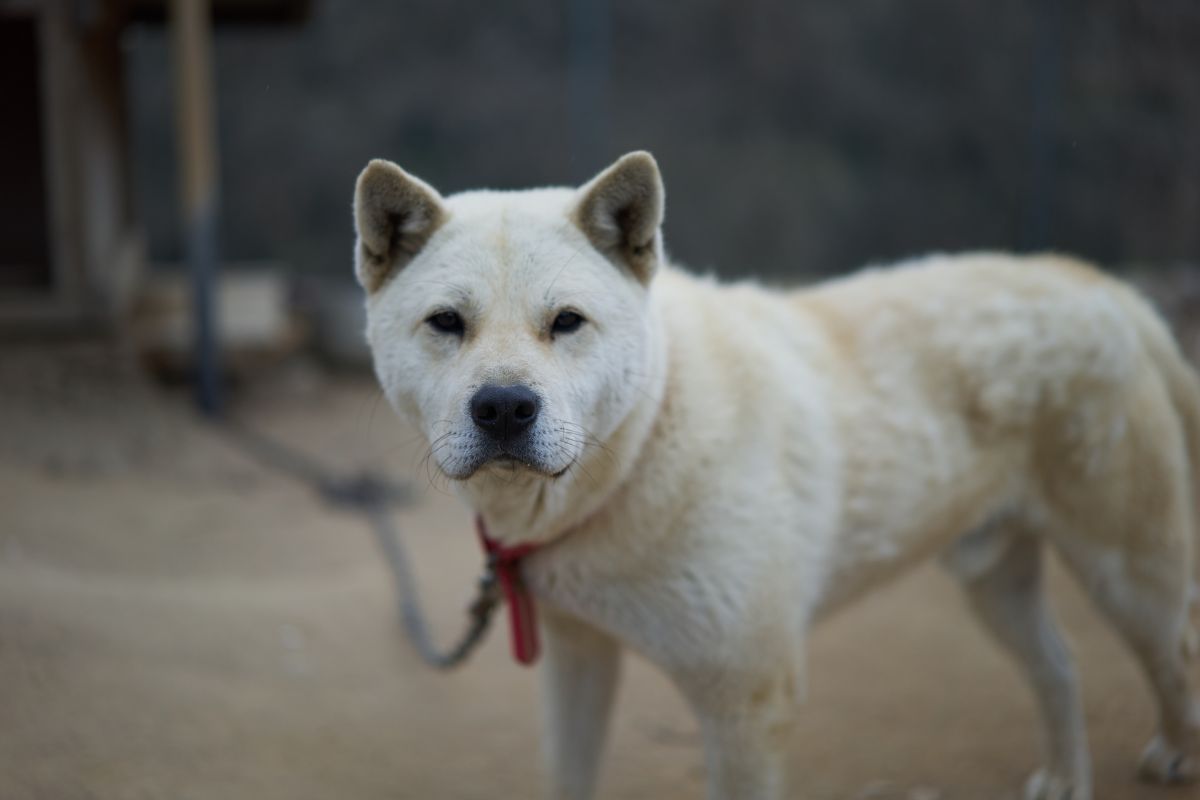 Jindo coréen : un chien noble au tempérament libre et fidèle ...
