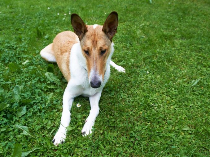 Teckel Nain : Race, Santé, Prix, Caractère, Durée de Vie