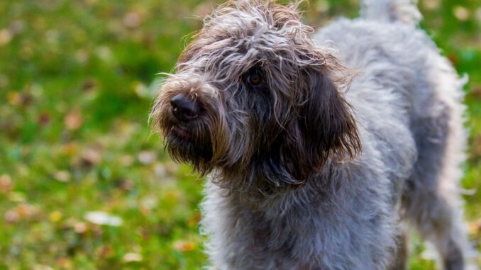 Griffon Korthals : ce que personne ne vous dit sur ce chien à poil dur ...